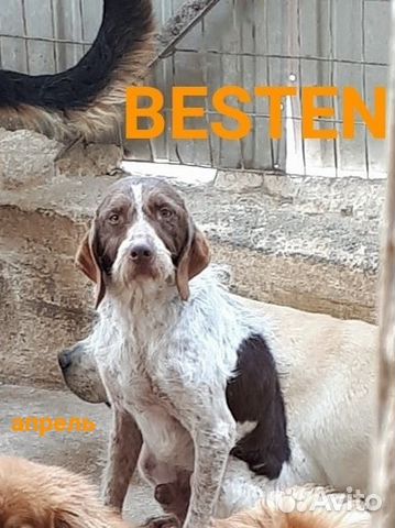 Бестен,2,5 года, дратхаар