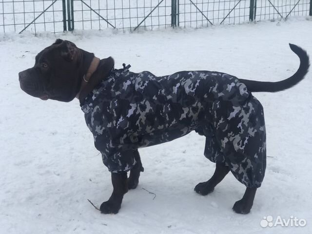 Американский Булли ищет хозяев