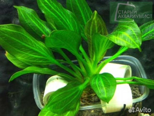 Эхинодорус спец. Уругвай