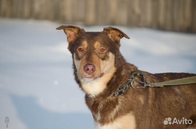 Герда ищет дом