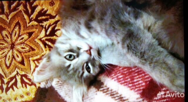 Игривый мальчишка