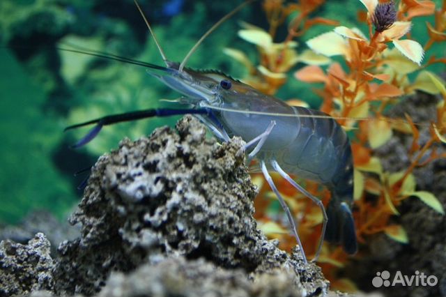 Креветка Макробрахиум розенберга