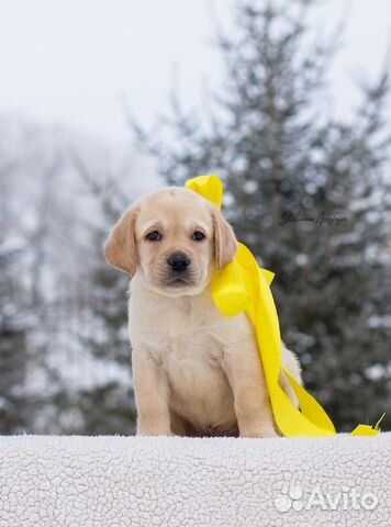 Щенок лабрадора из питомника с прекрасной родослов