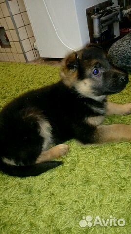 Щенок Немецкой Овчарки девочка