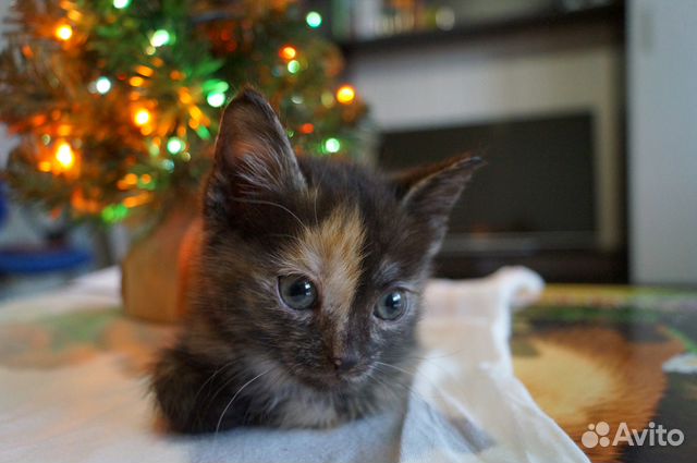 Новогодние котятки)