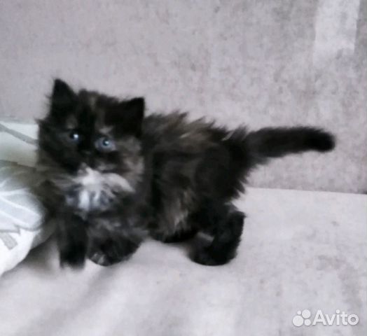 Длинношерстная милашка черепашка