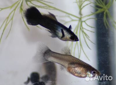Отдам гуппи панда
