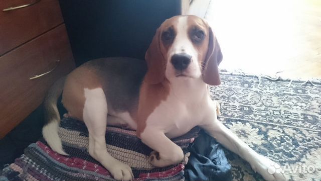 Собака Бигль 6 месяцев