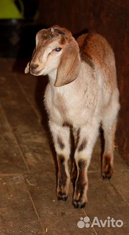 Спб. Нубийский козлик. Обмен. Продажа