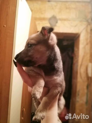 Помесь той-терьера