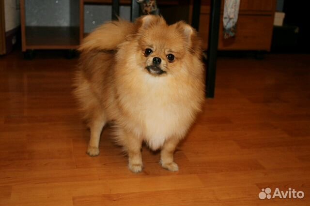 Рыжая красавица ищет самые любящие ручки