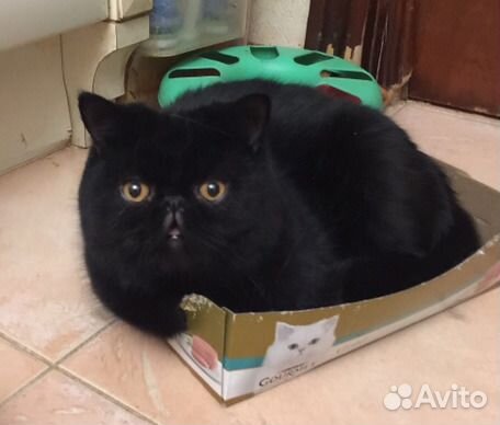 Экзотический короткошерстный котик