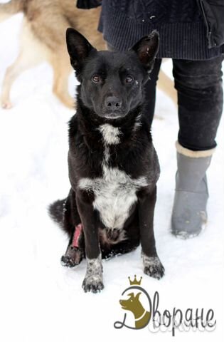 Замечательный Лиза кобель без задней лапки
