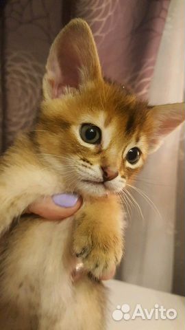 Абиссинская малышка