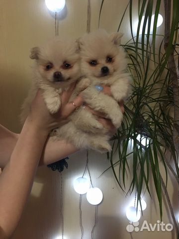 Шпиц мини мальчики и девочки