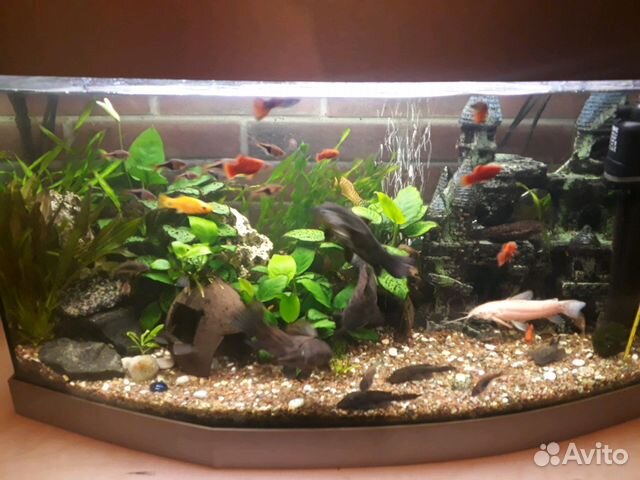 Аквариум с тумбой 100 л
