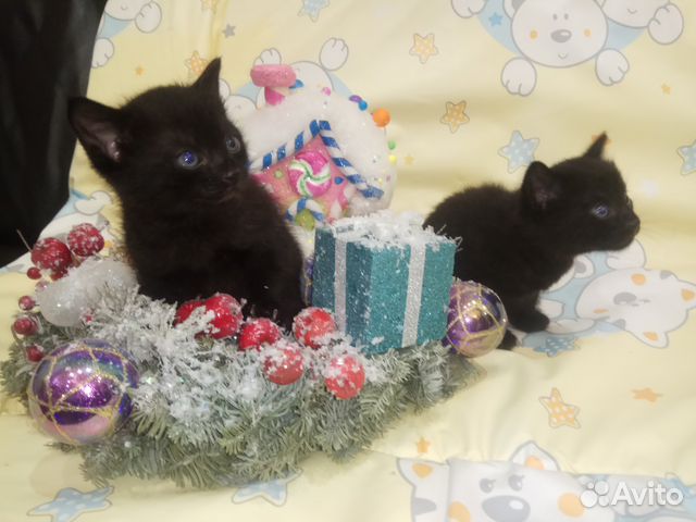 Черные котята