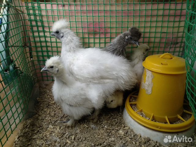 Куры китайские шелковые