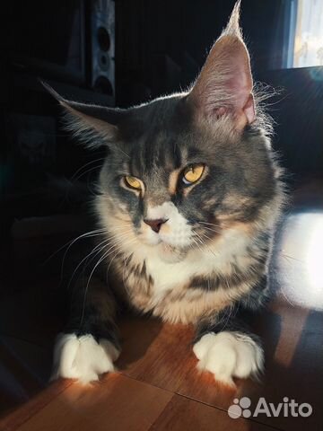 Мейн-кун вязка