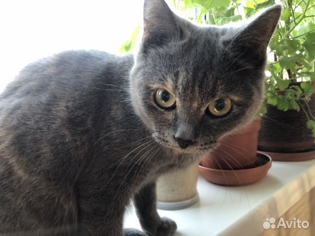 Русская голубая