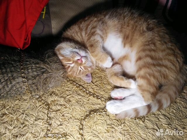 Рыжий юный крупный кот