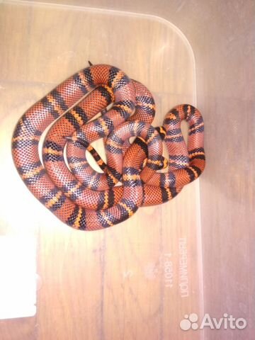 Змеи, разные. Зайдите, чтобы увидеть весь список