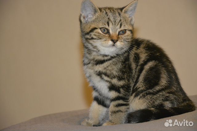 Котята шотландские