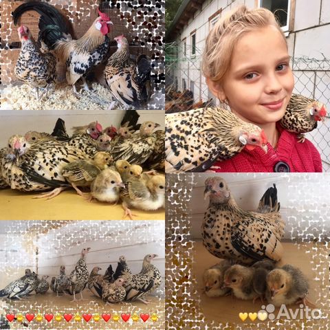 Серама Малазийская, Бантам ява, Павлины