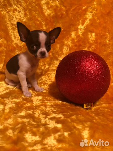 Супер-мини девочка чихуахуа