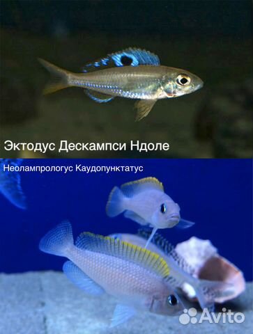 Редкая тангоника (новое)