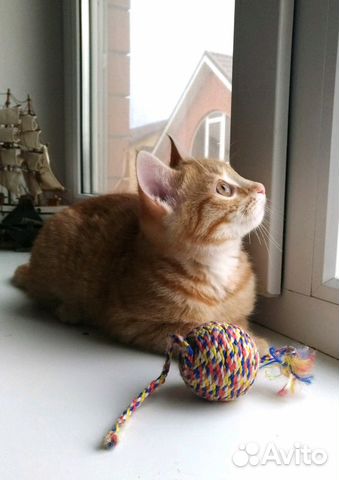 Ласковая котодевочка