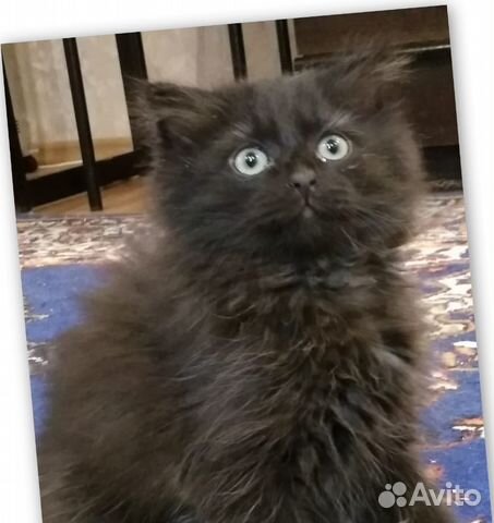 Пристраиваются в самые хорошие ручки