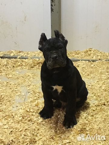 Кане Корсо - шикарный чёрный малыш