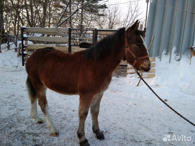 Тяжеловозный жеребчик 2018 г