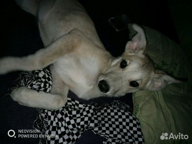 Щенок в добрые руки