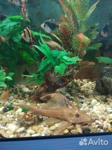 Сом альбинос