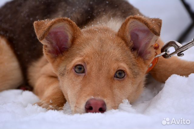 Щенок Огонек Счастье для вашего дома