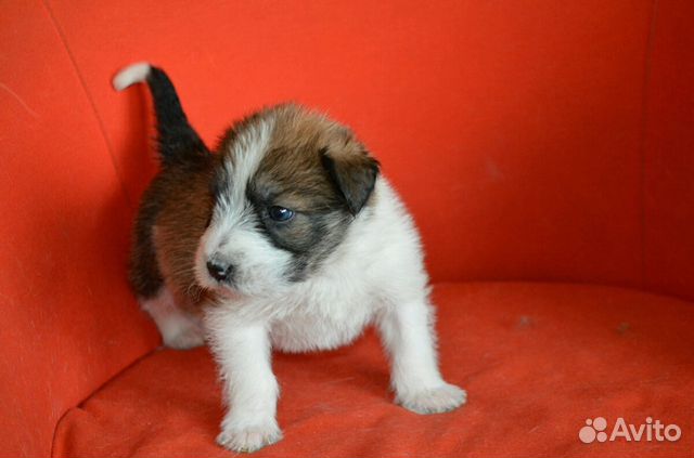 Горошек - Гаврошик