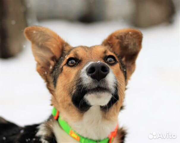 Крупный щенок Бруно