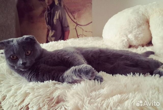 Продам кошку в добрые руки