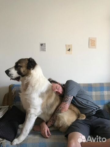 Алабай вязка