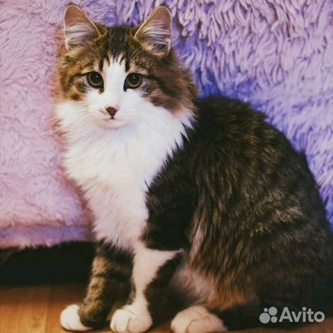 Котик Филя ищет дом