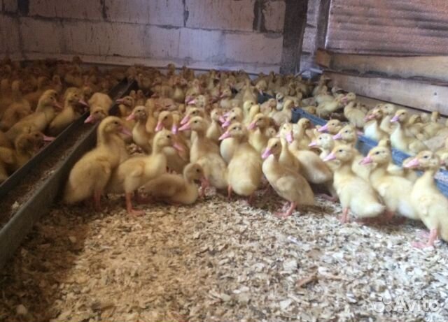 Инкубационное яйцо утки Стар 53