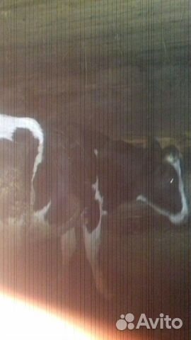 Первотелка