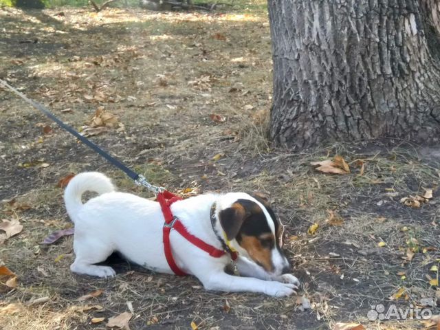 Джек Рассел терьер