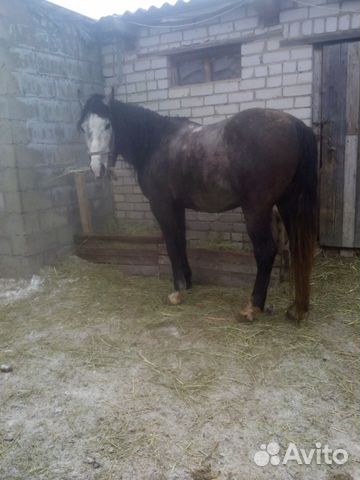 Лошадь Жеребец 3,5 года