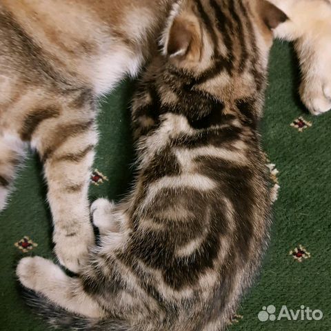 Мраморный на золоте