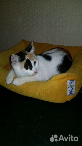 Ангорская короткошерстная трехцветка девочка 5,5ме