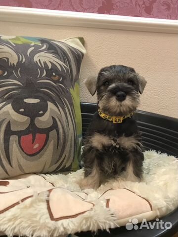 Щенки цвергшнауцера п/с