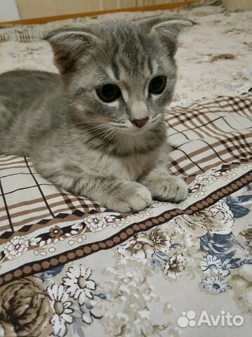 Шотландский мальчик